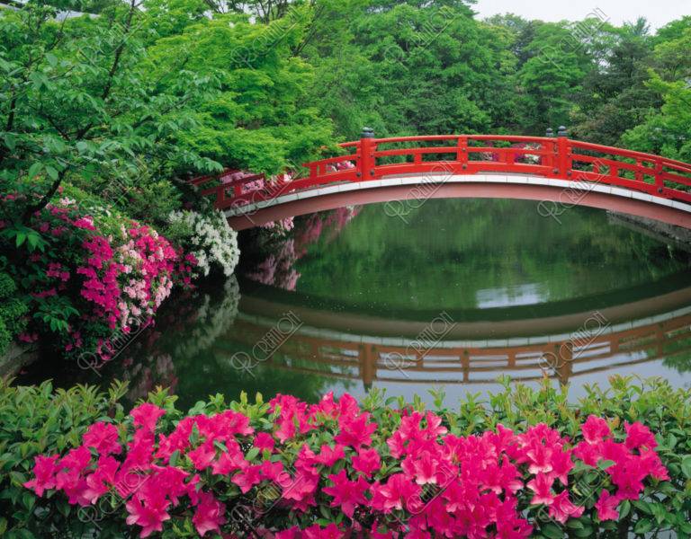 つつじと赤い橋 | 写真 | アールクリエーション